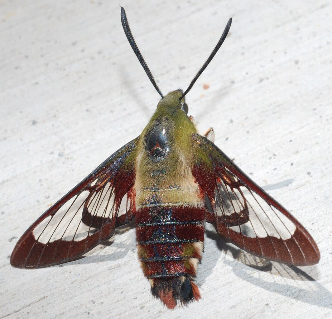 15 Bugs With Clear Wings (Pictures and Identification)