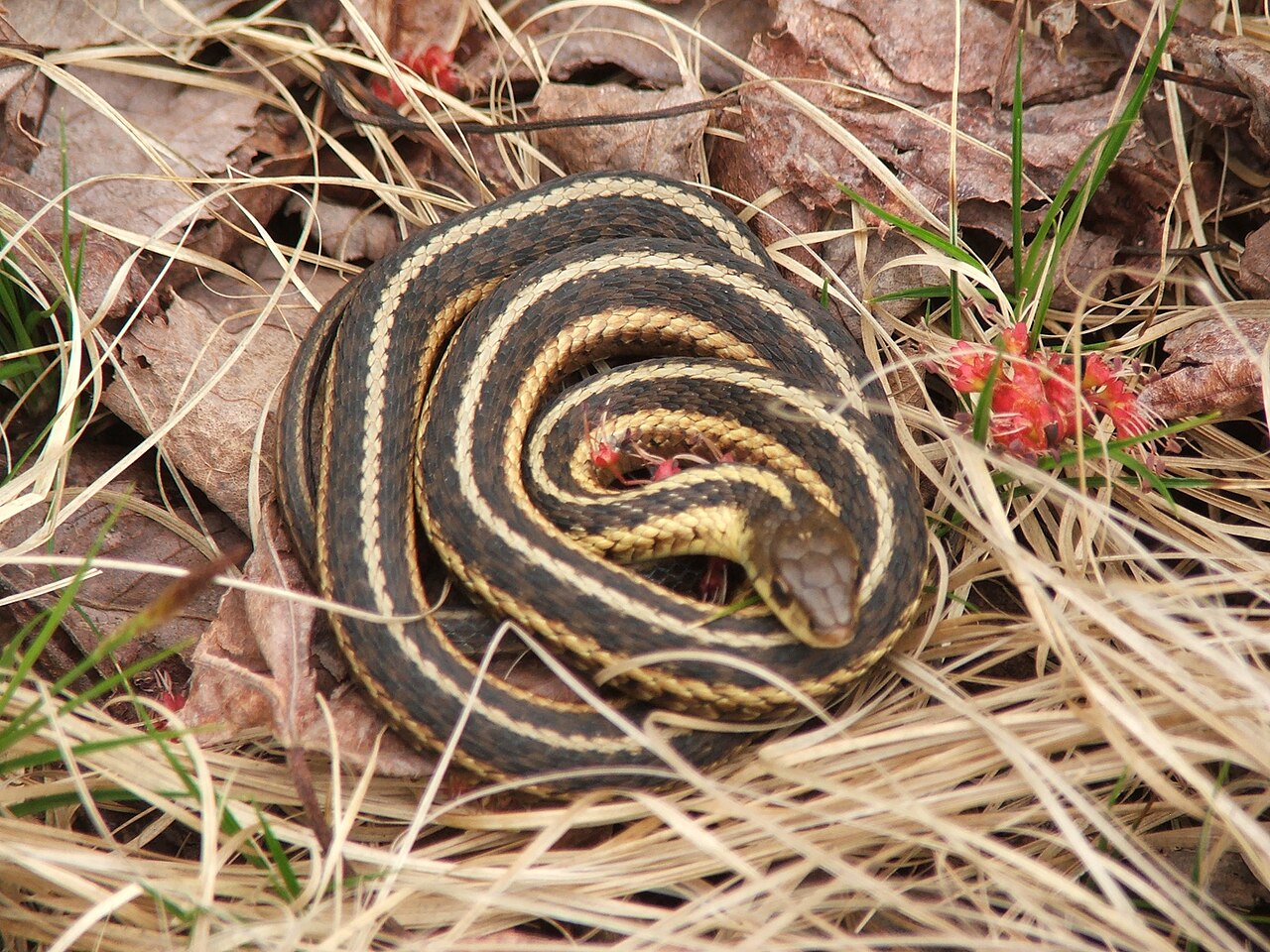 23 Snakes in Wisconsin (Pictures and Identification)