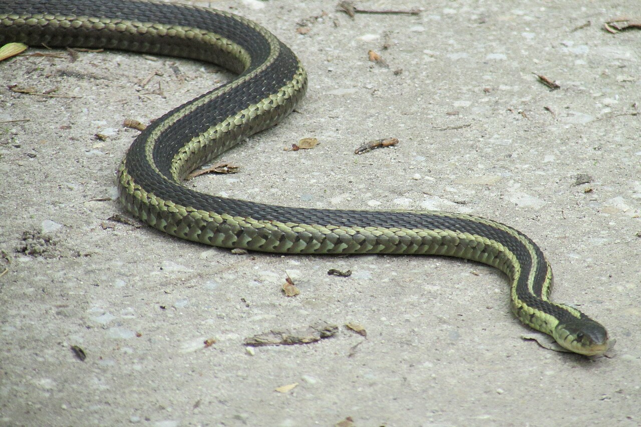 18 Snakes in New York (Pictures and Identification)