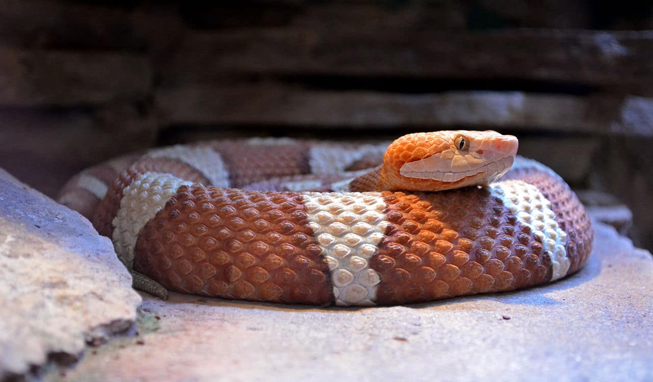 18 Snakes in New York (Pictures and Identification)