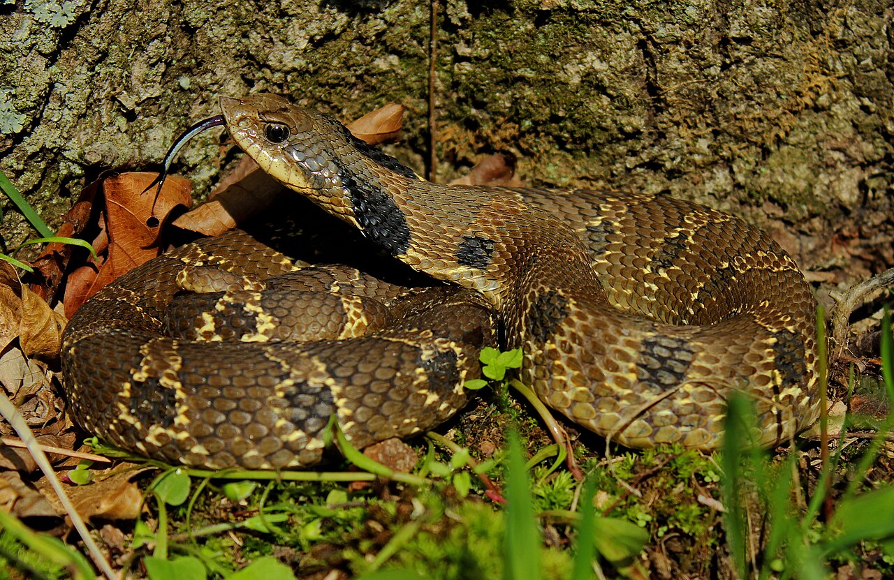 18 Snakes in New York (Pictures and Identification)