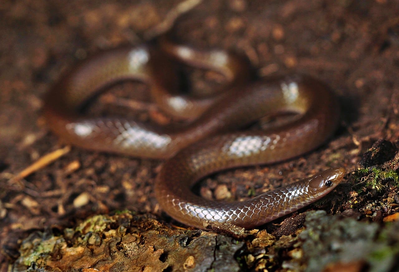 18 Snakes in New York (Pictures and Identification)