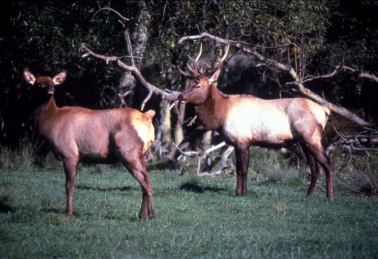 30 Animals In The Temperate Rainforest (with Pictures)