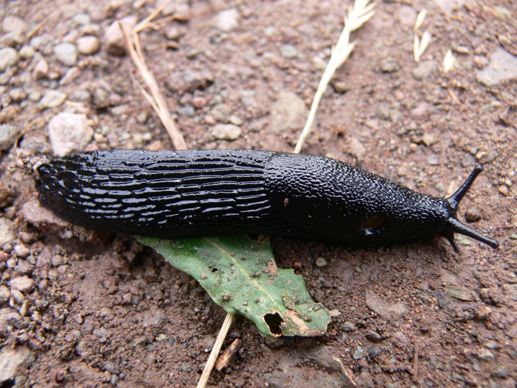 30 Animals In The Temperate Rainforest (with Pictures)
