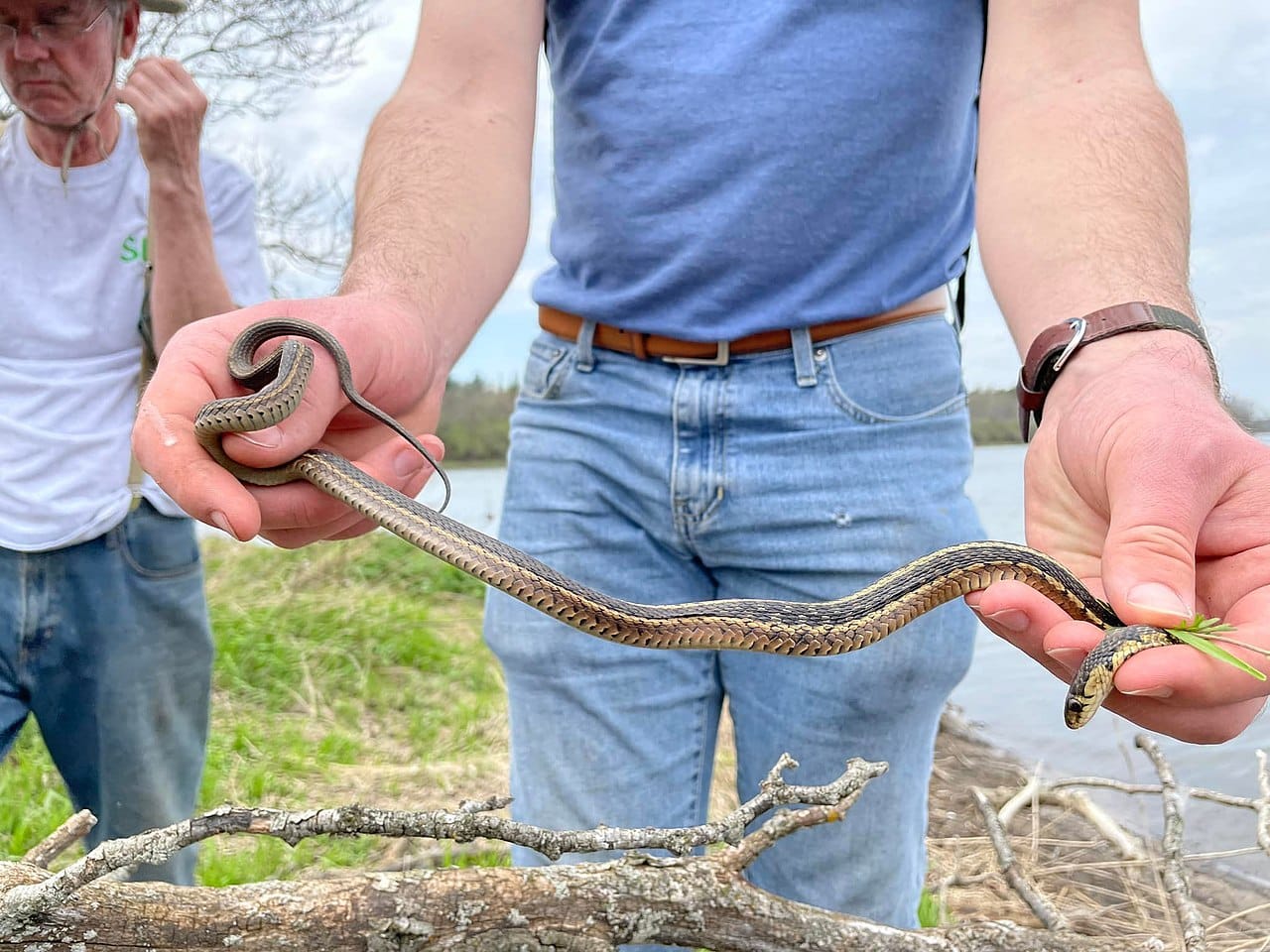 40 Snakes in Indiana (Pictures and Identification)