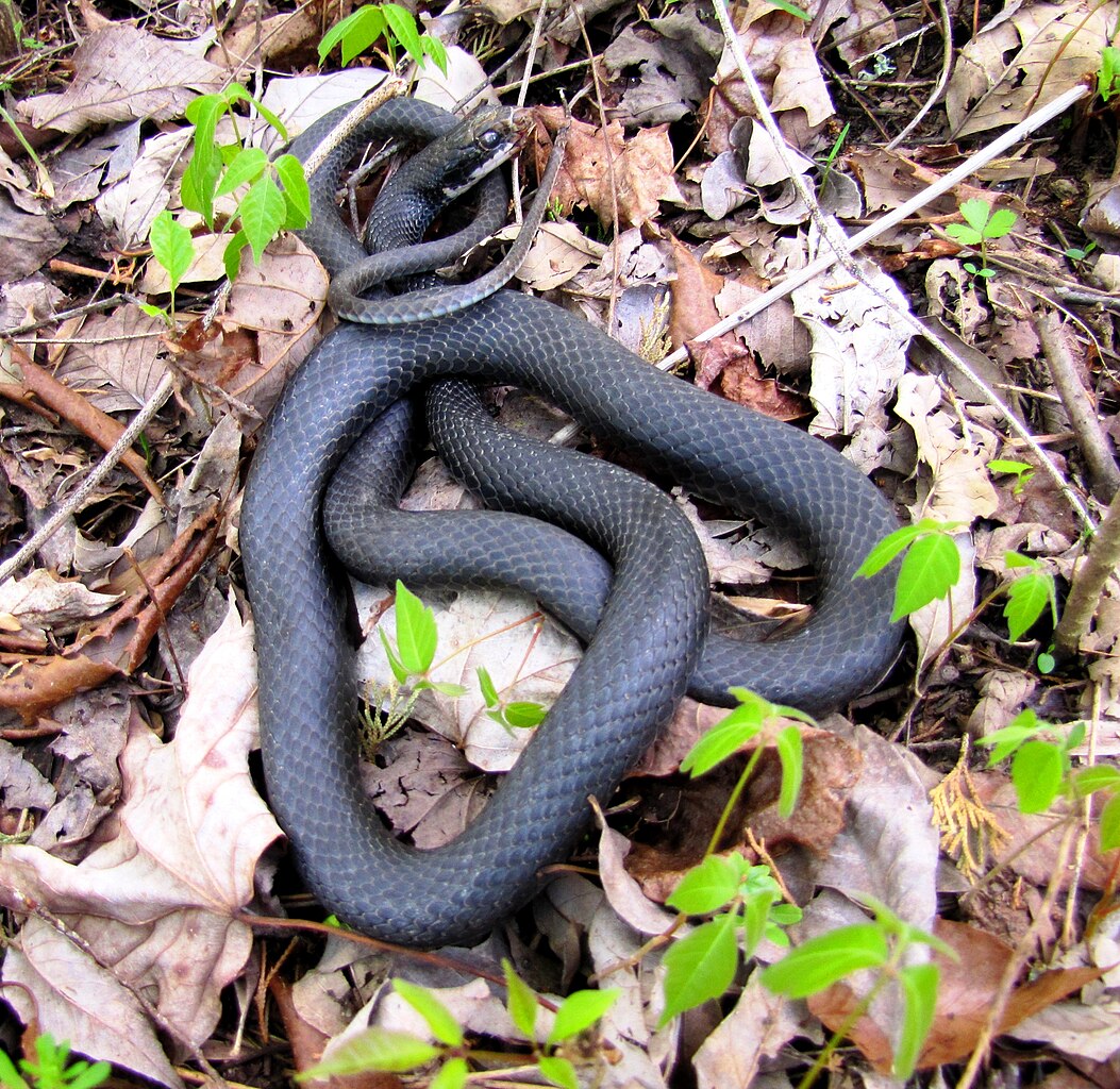 40 Snakes in Indiana (Pictures and Identification)