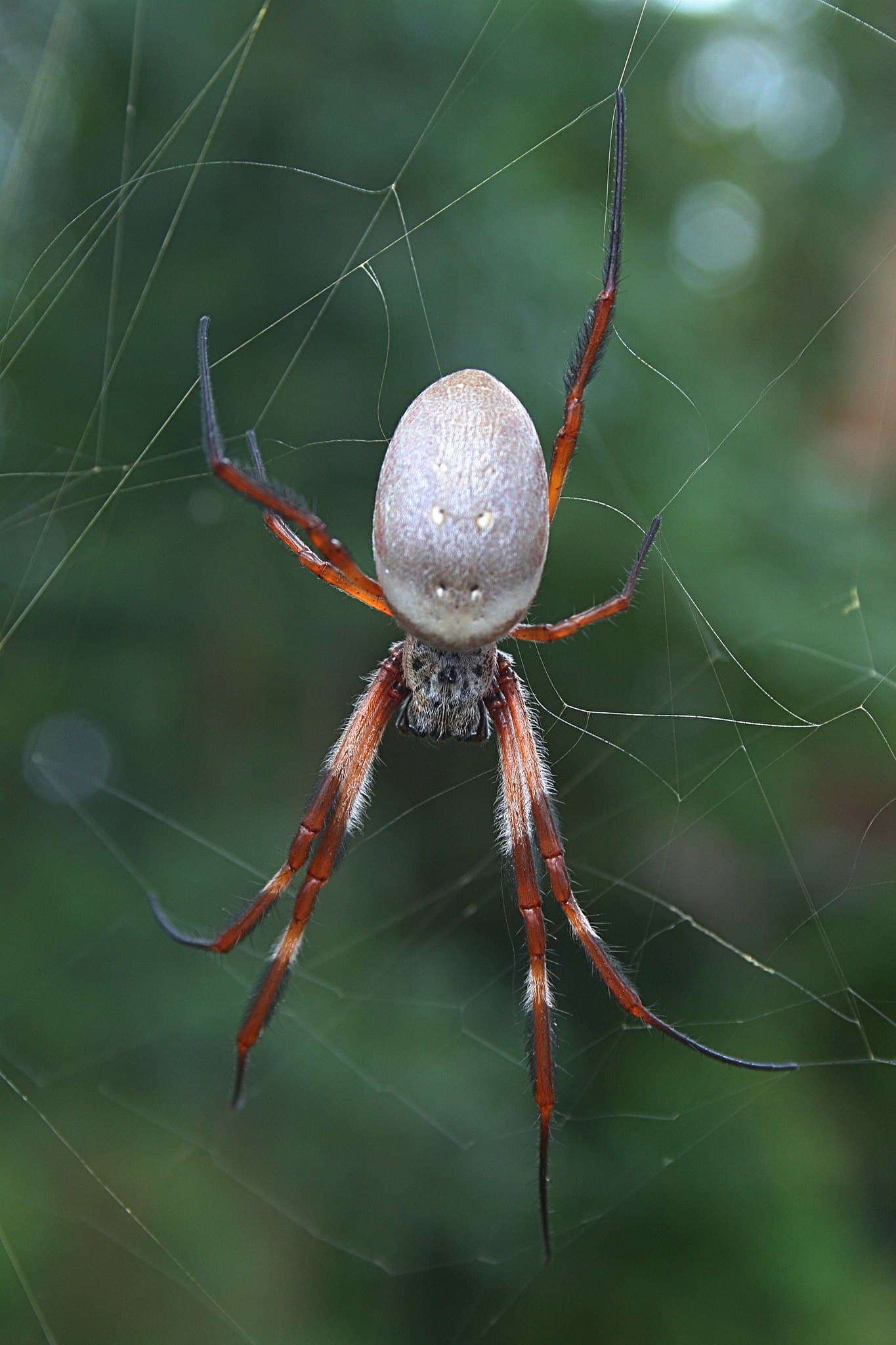 17 White Spiders With Pictures (Only #4 Is Mildly Poisonous)