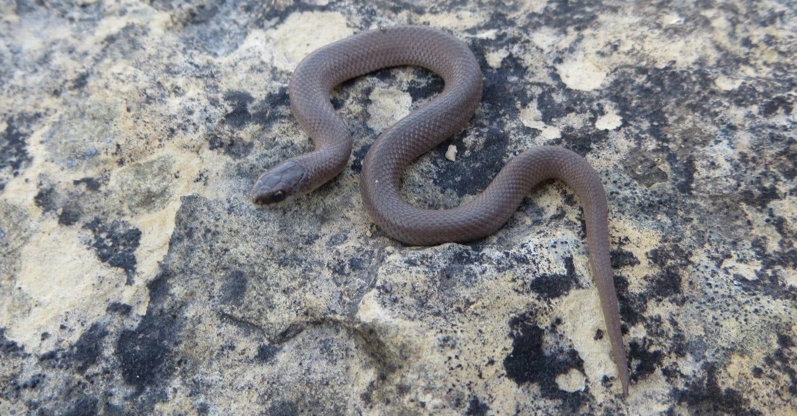 40 Snakes in Indiana (Pictures and Identification)