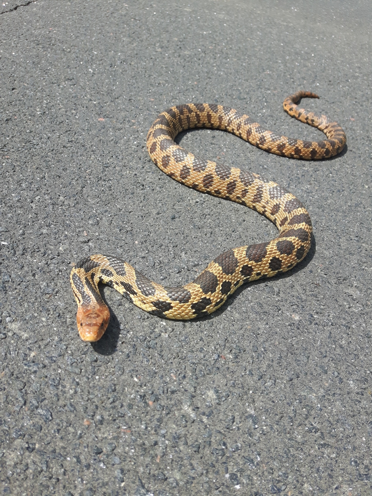 40 Snakes in Indiana (Pictures and Identification)