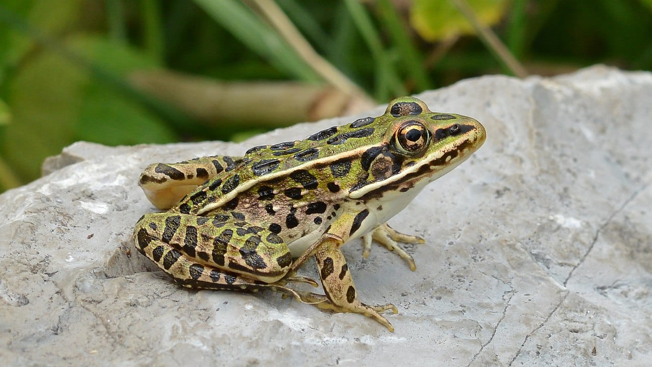 14 Frogs and Toads in Michigan: Species, Images & Sounds
