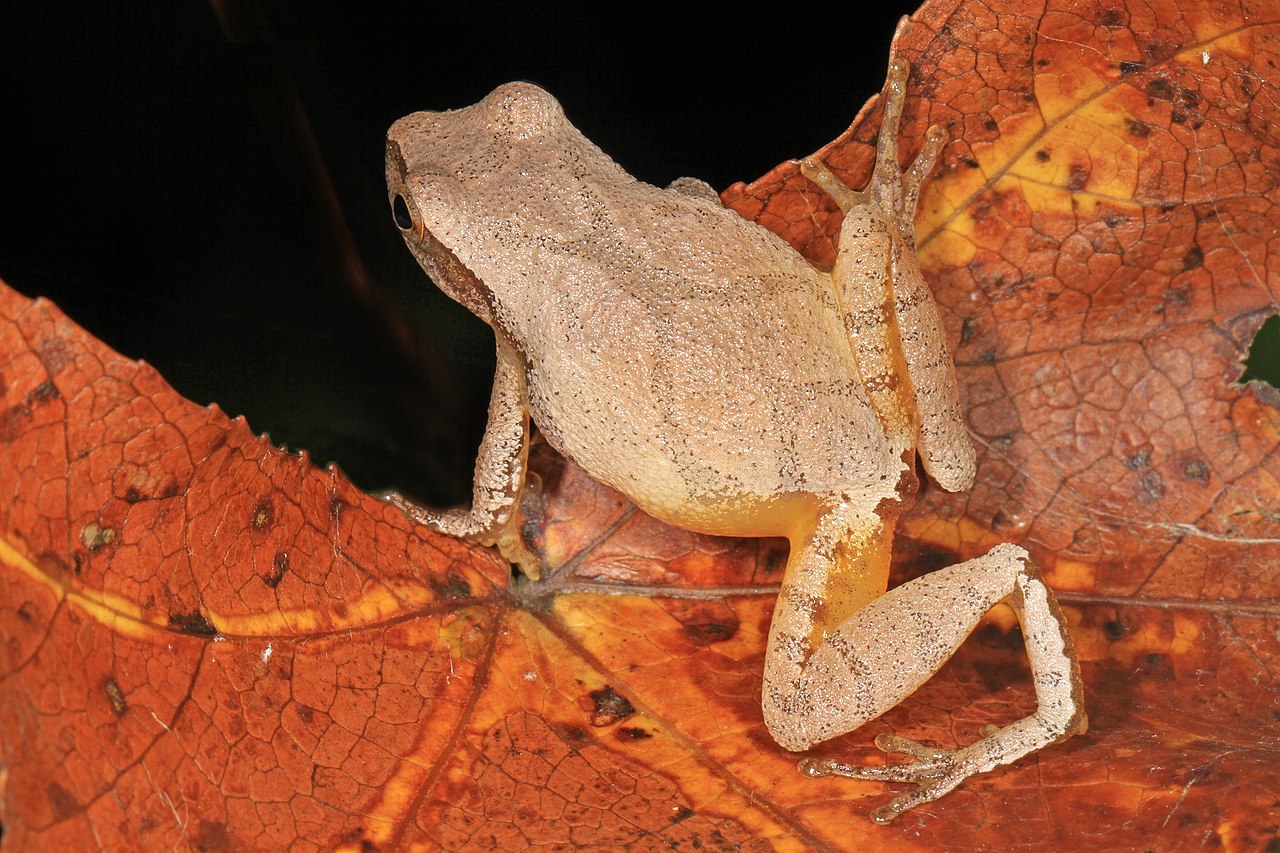 14 Frogs and Toads in Michigan: Species, Images & Sounds