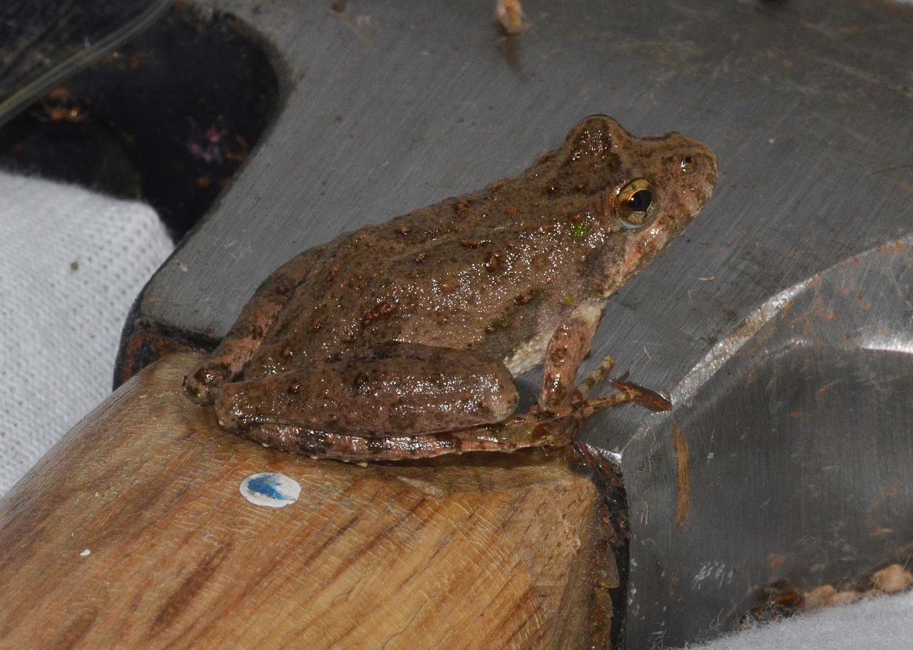 14 Frogs and Toads in Michigan: Species, Images & Sounds