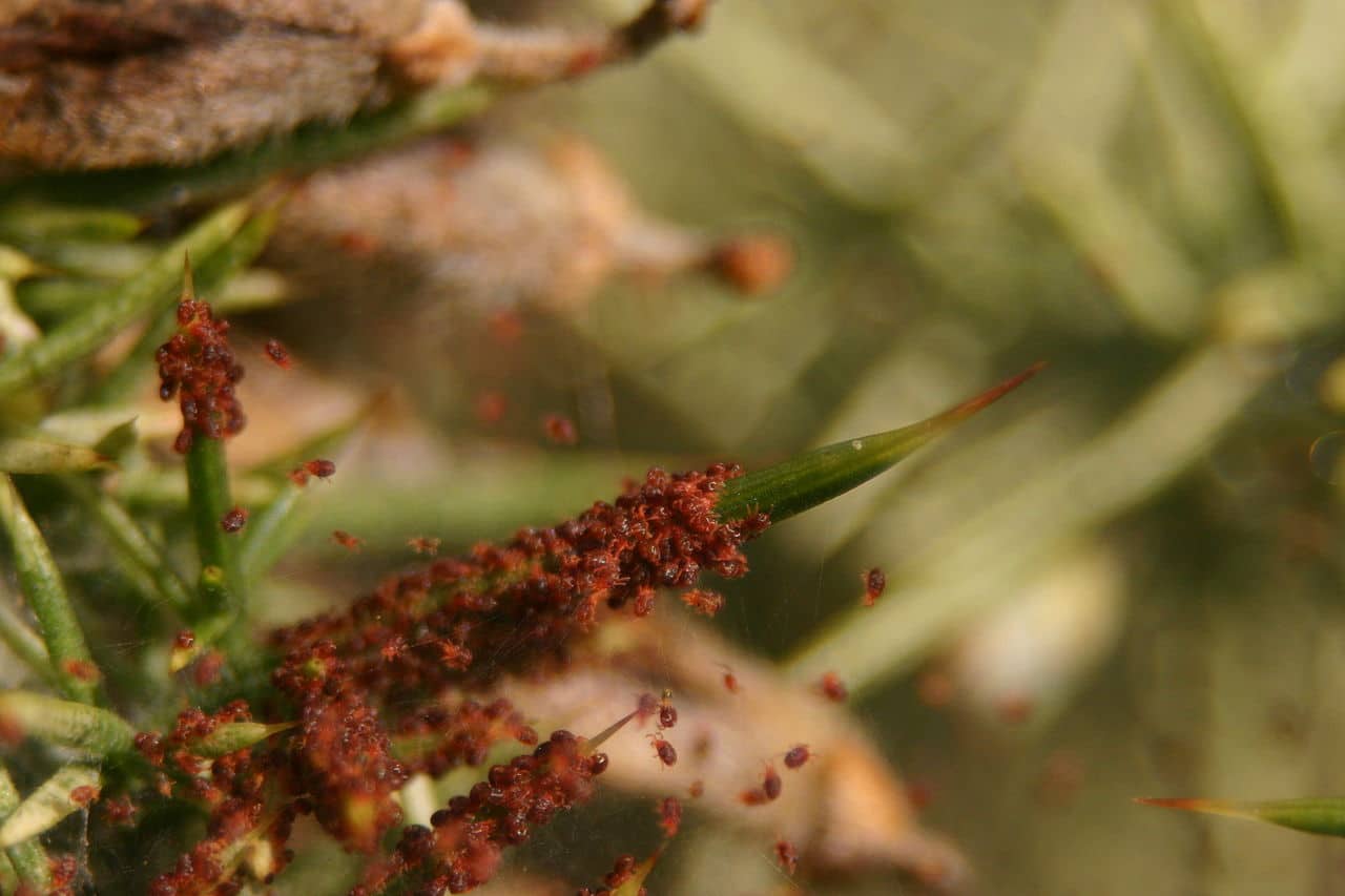 12 Red Bugs on Plants (& How to get Rid of Them)