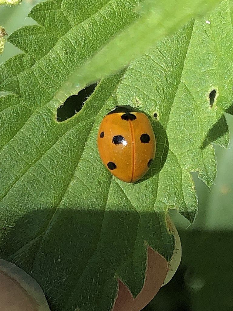 12 Red Bugs on Plants (& How to get Rid of Them)