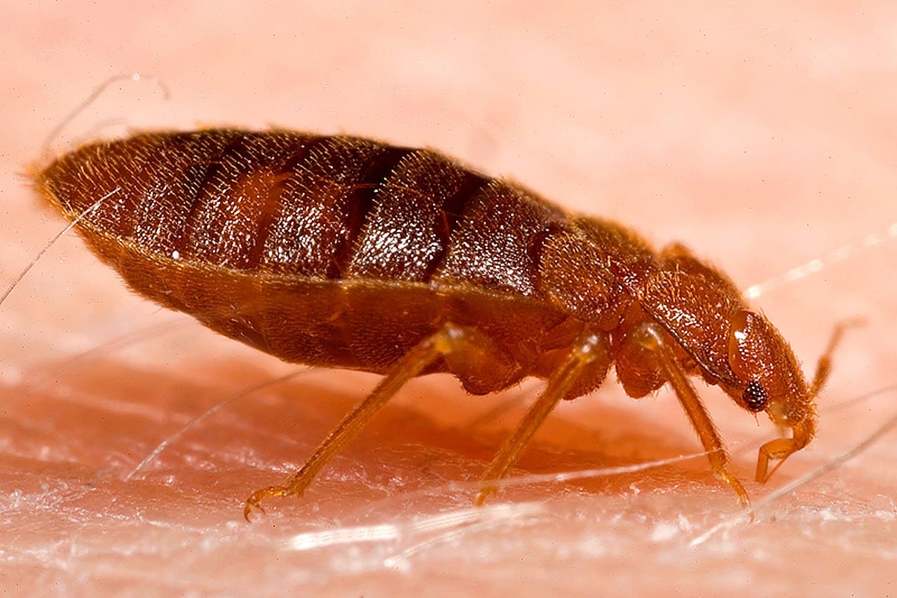 17 Common Bugs in Apartments (& How to Get Rid of Them)