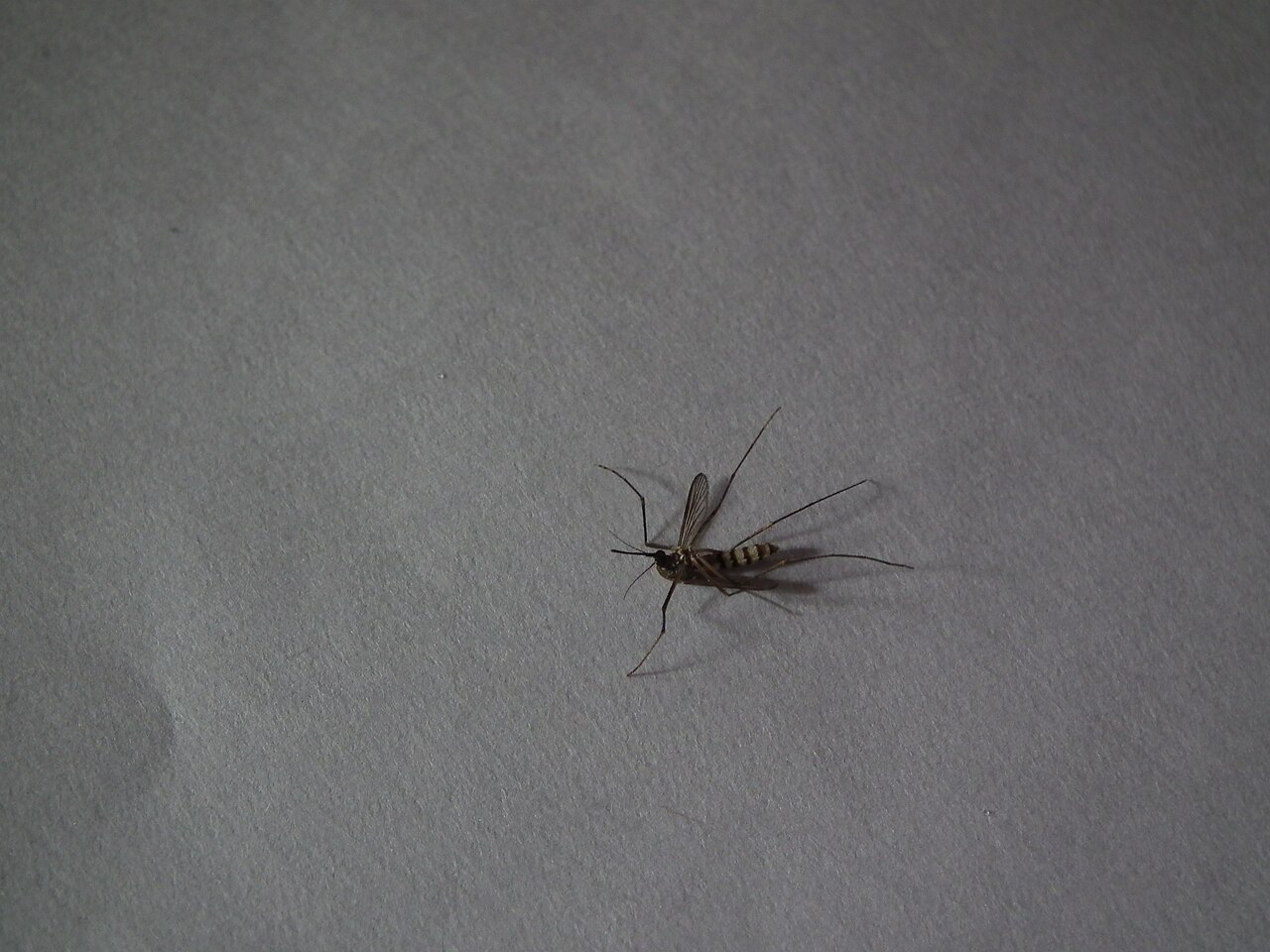 17 Common Bugs in Apartments (& How to Get Rid of Them)