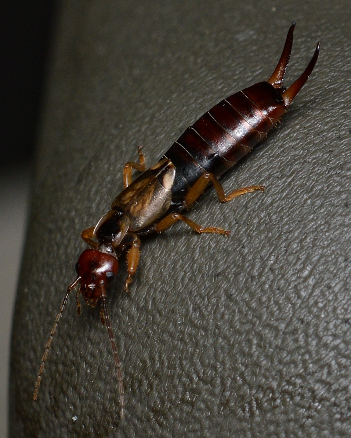 17 Common Bugs in Apartments (& How to Get Rid of Them)