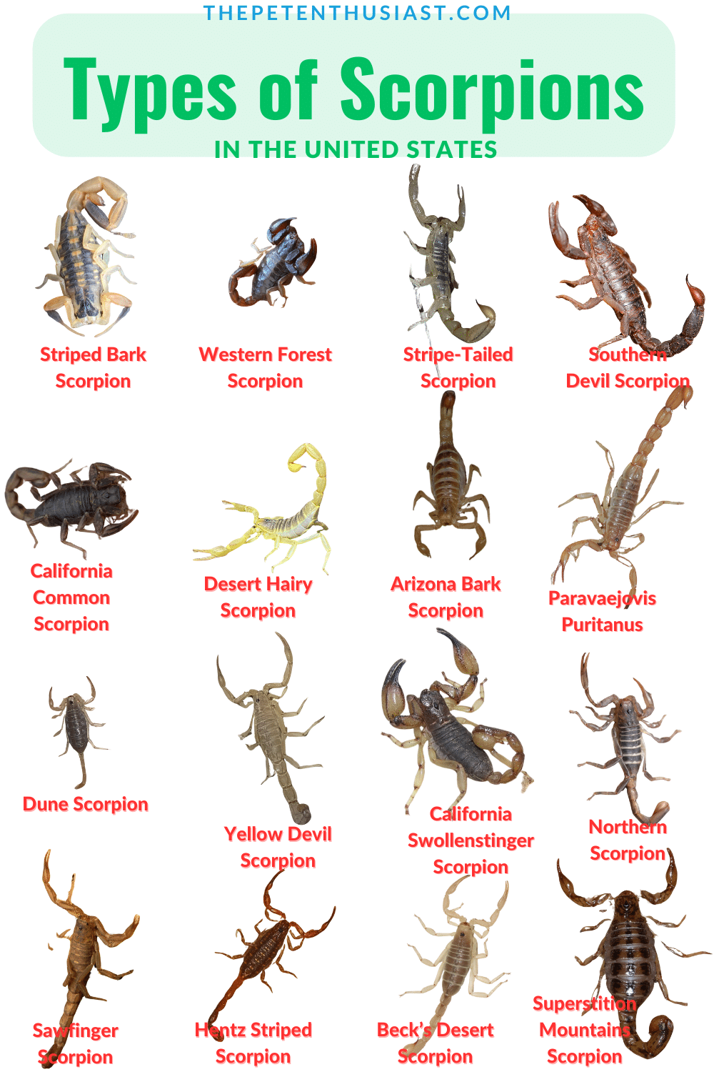 27 Types of Scorpions (Pictures and Identification)