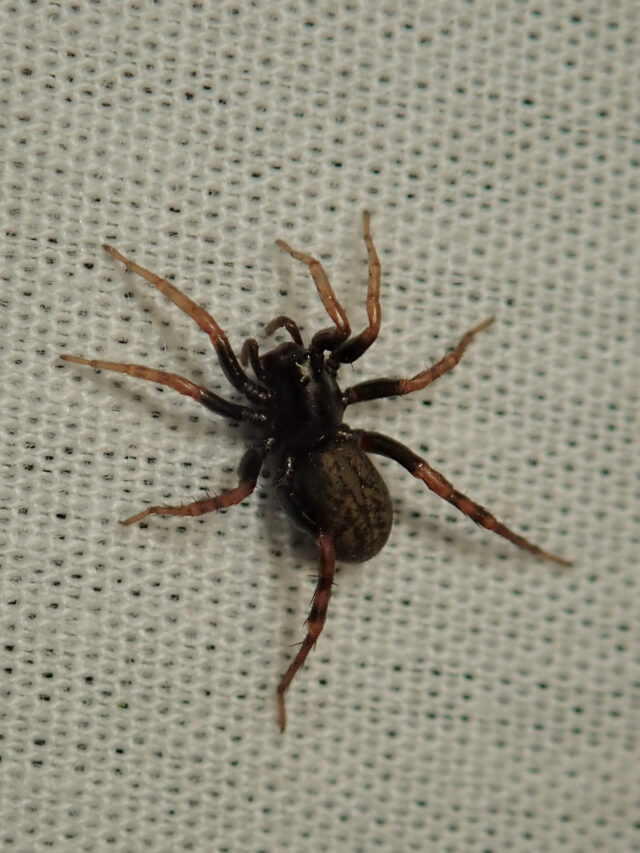 33 Types of Black Spiders (Pictures and Identification Guide)