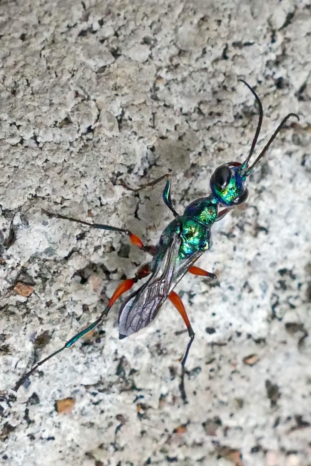 9 Vivid Green Wasps You May See (with Pictures)