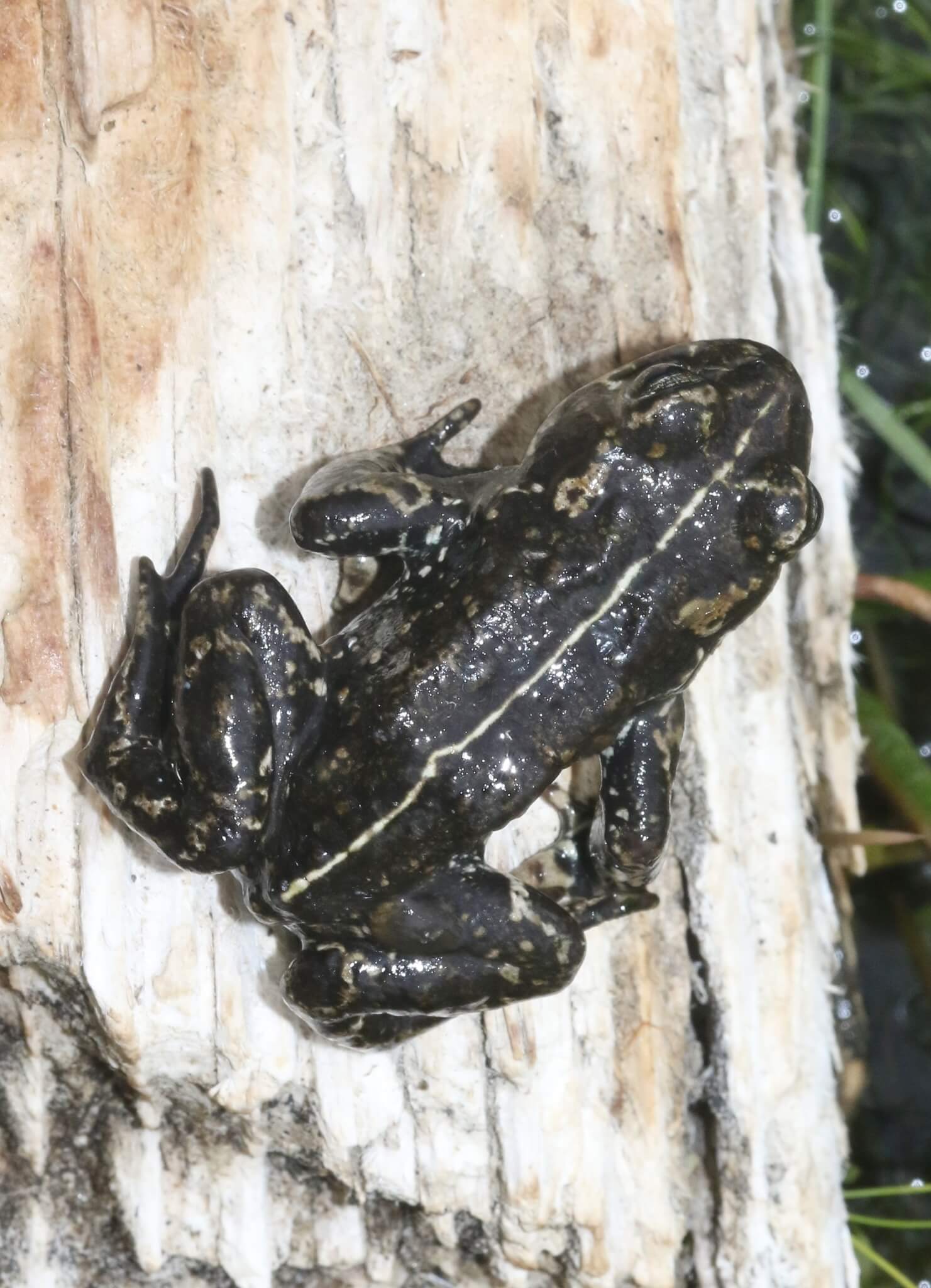 13 Black Frogs and Toads in The World (with Pictures)