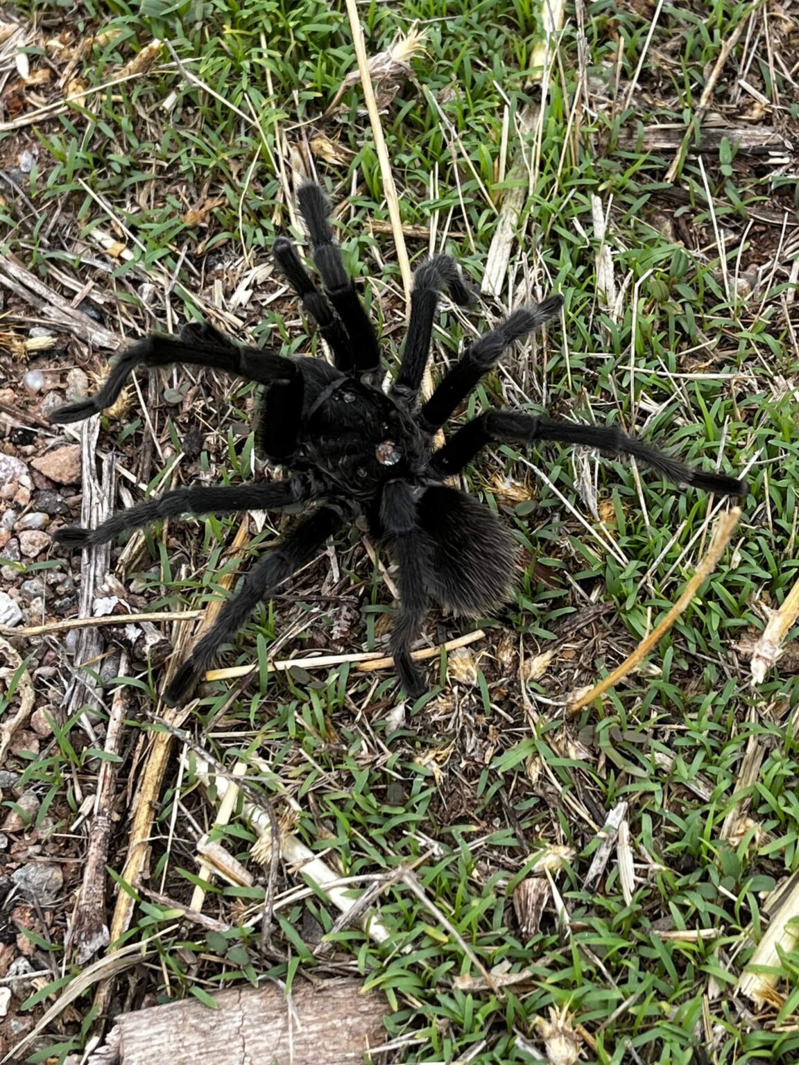 33 Types of Black Spiders (Pictures and Identification Guide)