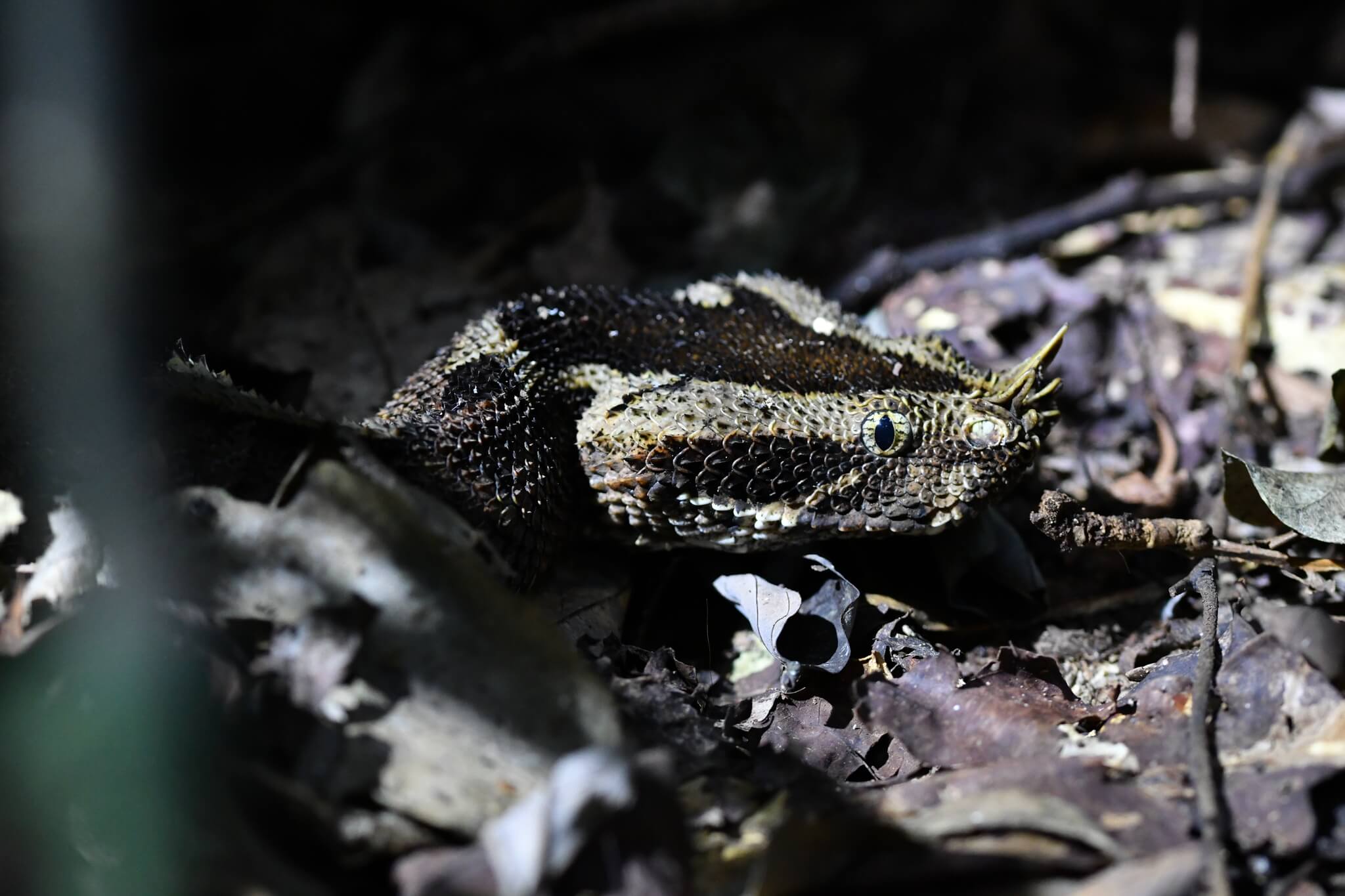 21 Snakes with Horns (on The Head or Nose)