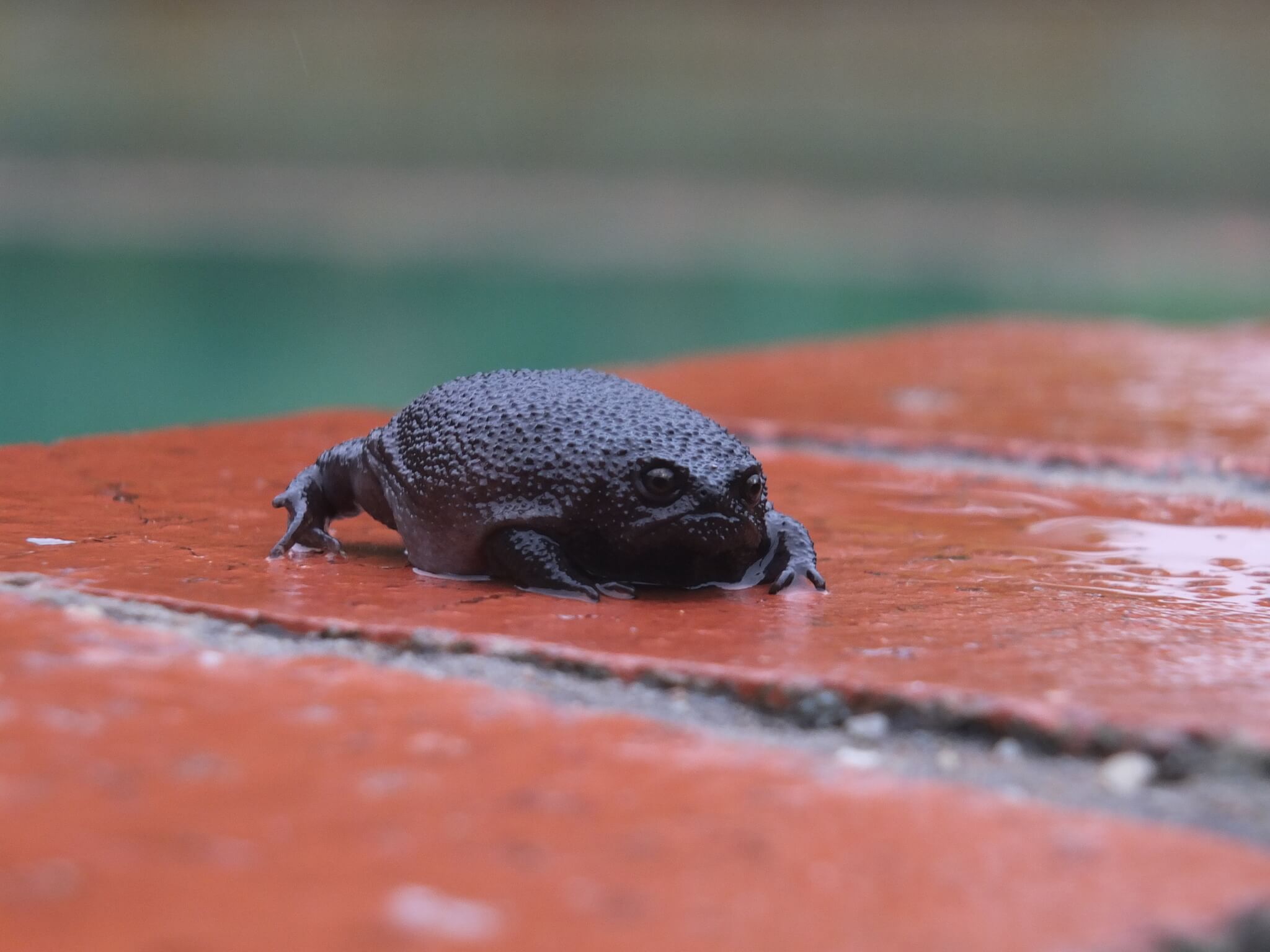 13 Black Frogs and Toads in The World (with Pictures)