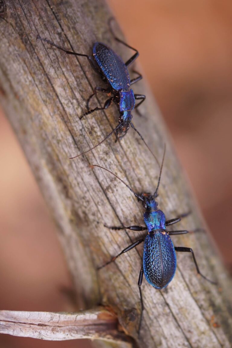 26 Amazing Blue Beetles You May Encounter (with Pictures)