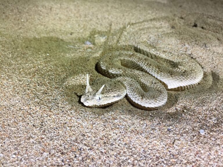 21 Snakes with Horns (on The Head or Nose)