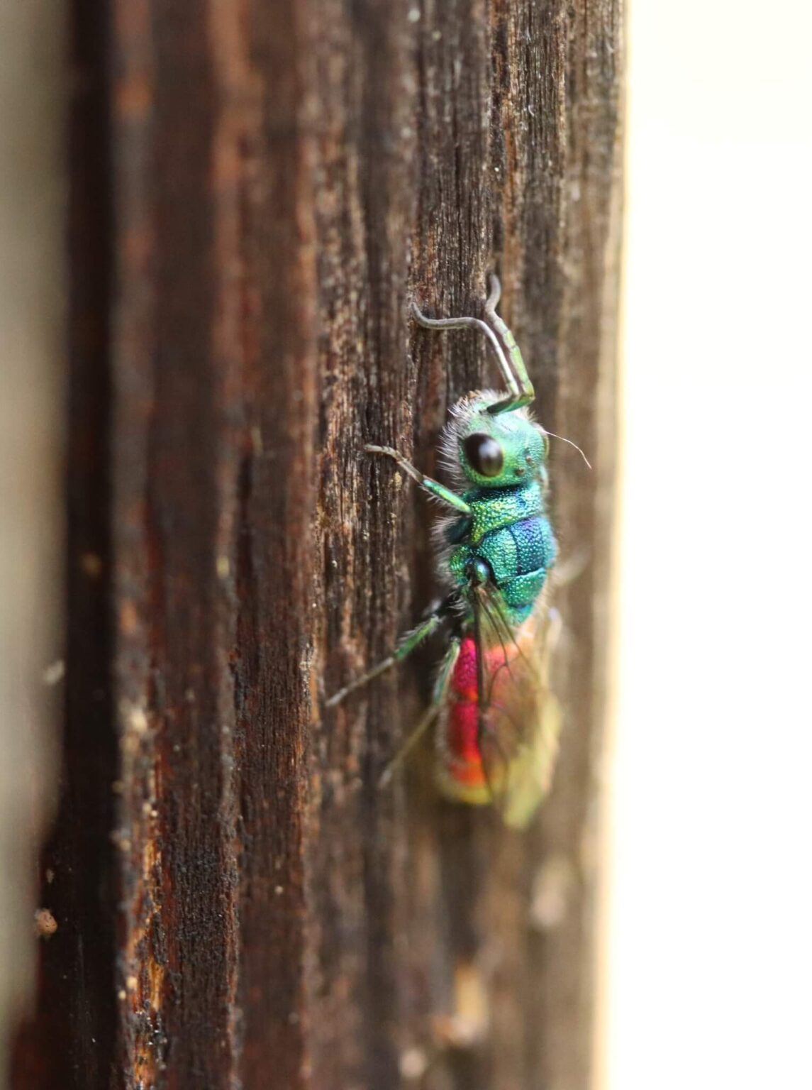 9 Vivid Green Wasps You May See (with Pictures)