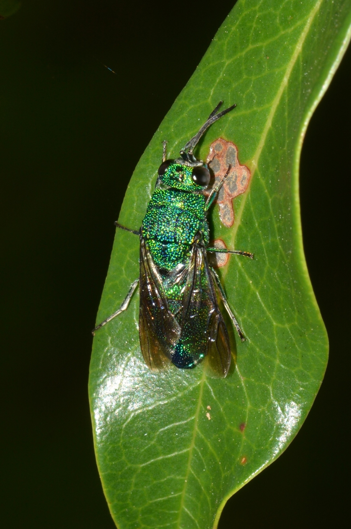 9 Vivid Green Wasps You May See (with Pictures)