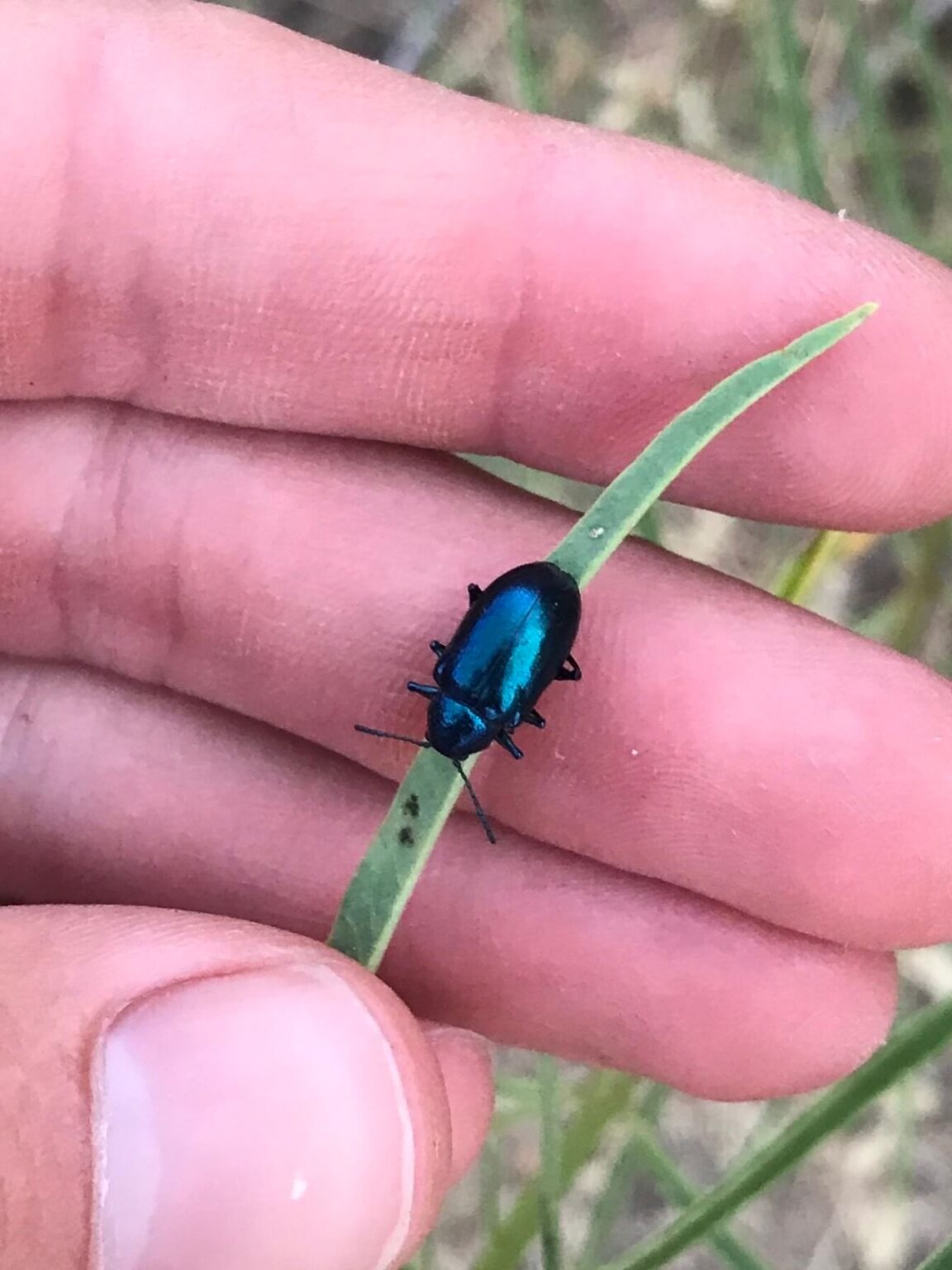 26 Amazing Blue Beetles You May Encounter (with Pictures)
