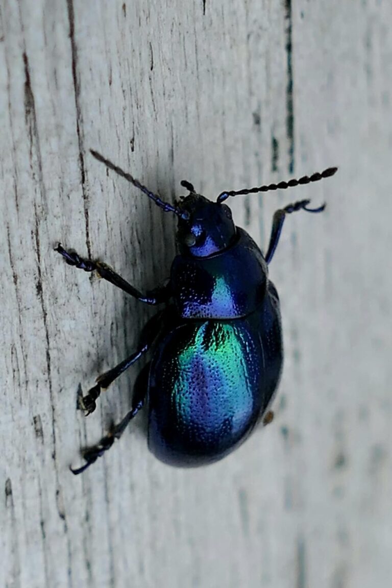 26 Amazing Blue Beetles You May Encounter (with Pictures)