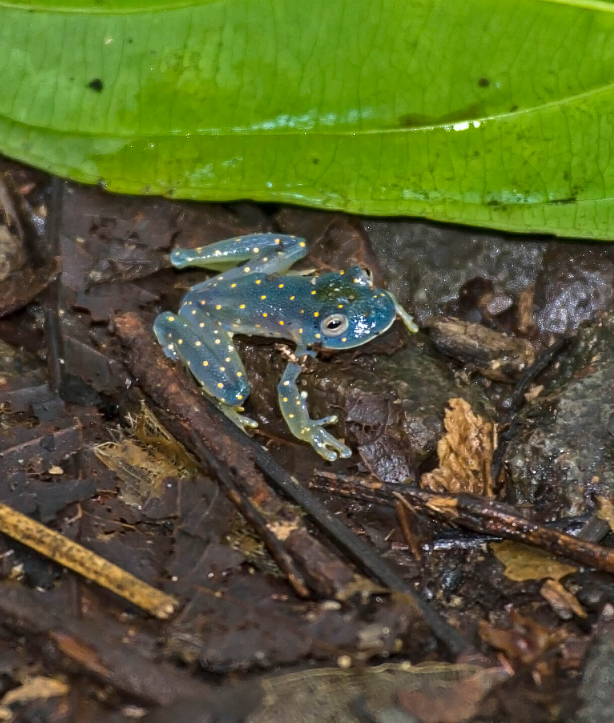 12 Beautiful Blue Frogs in The World (with Pictures)