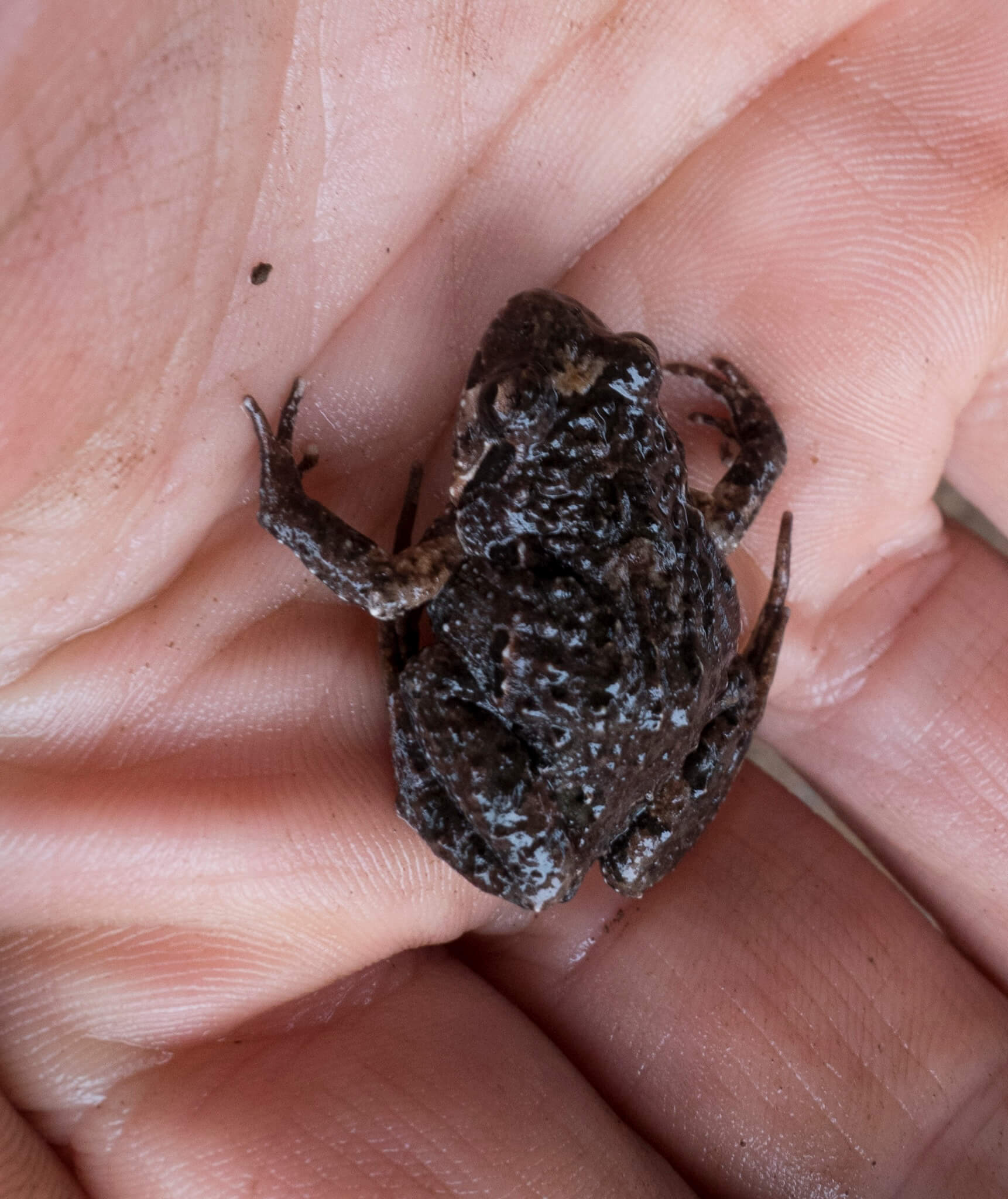 13 Black Frogs and Toads in The World (with Pictures)