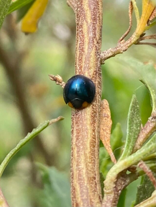 26 Amazing Blue Beetles You May Encounter (with Pictures)