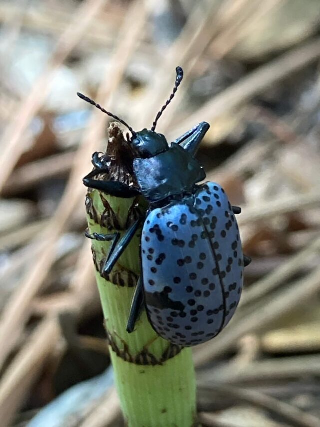 26 Amazing Blue Beetles You May Encounter (with Pictures)