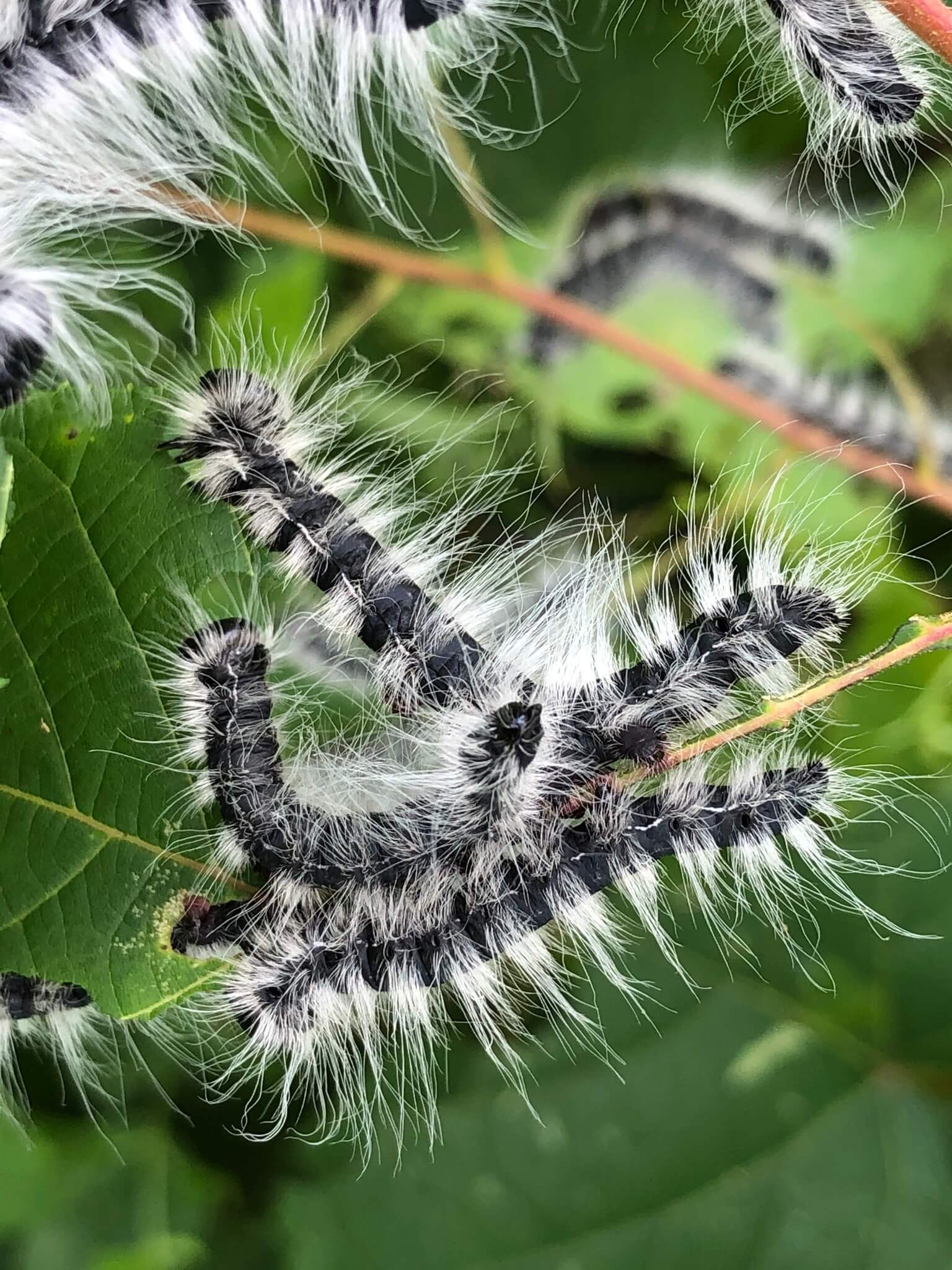 20 Black and White Caterpillars (Some Cause Rashes)