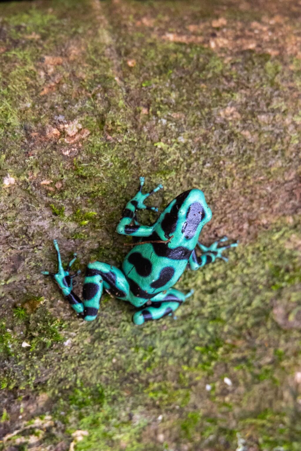 12 Beautiful Blue Frogs in The World (with Pictures)