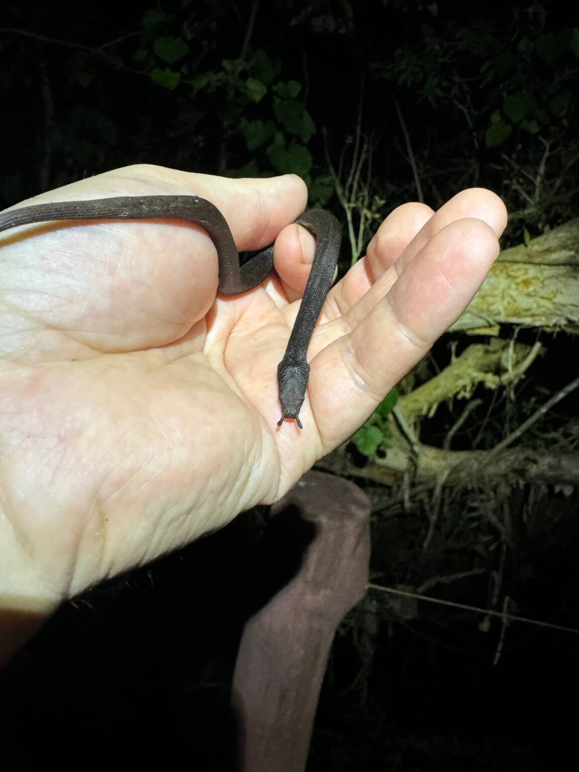 21 Snakes with Horns (on The Head or Nose)