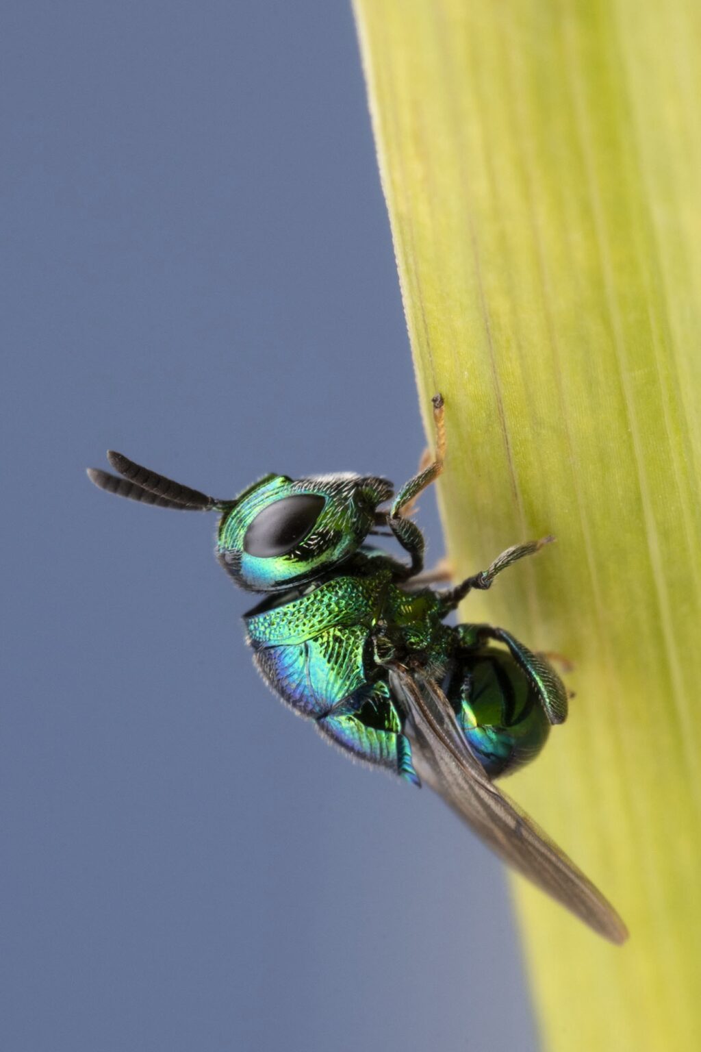 9 Vivid Green Wasps You May See (with Pictures)