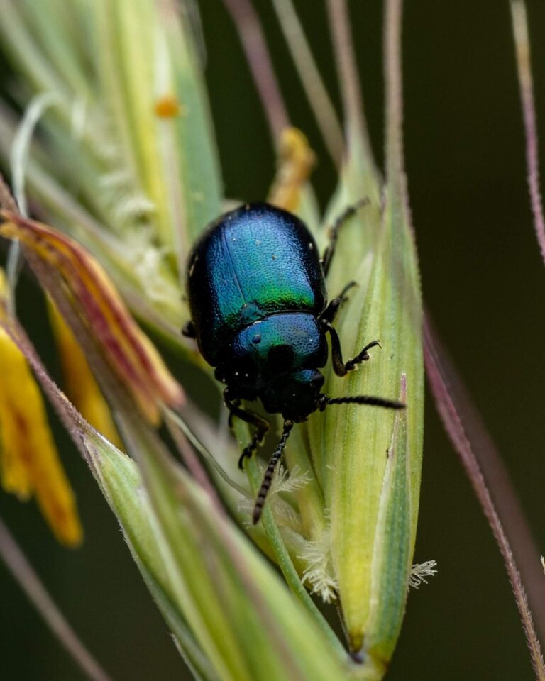26 Amazing Blue Beetles You May Encounter (with Pictures)