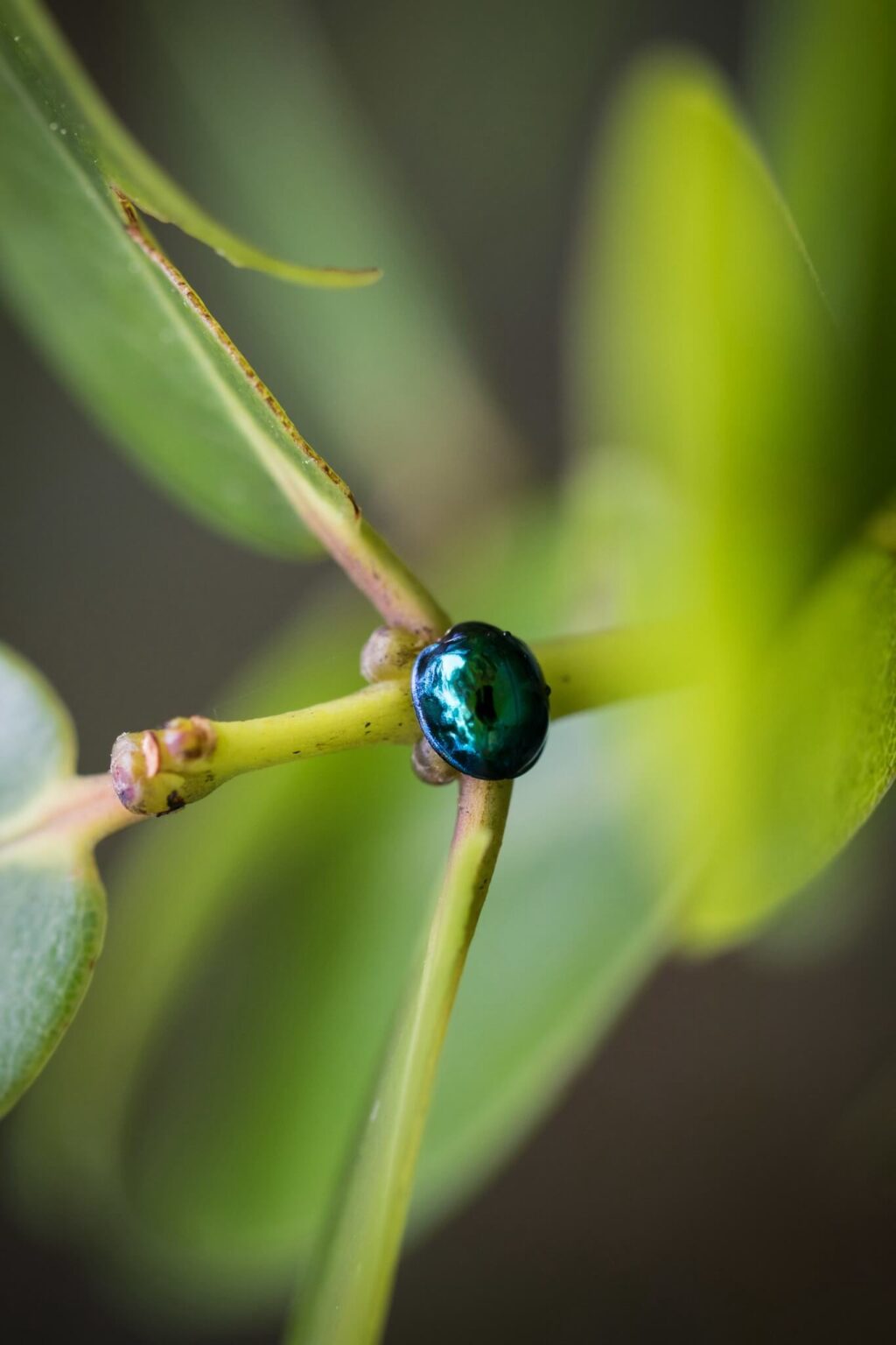 26 Amazing Blue Beetles You May Encounter (with Pictures)