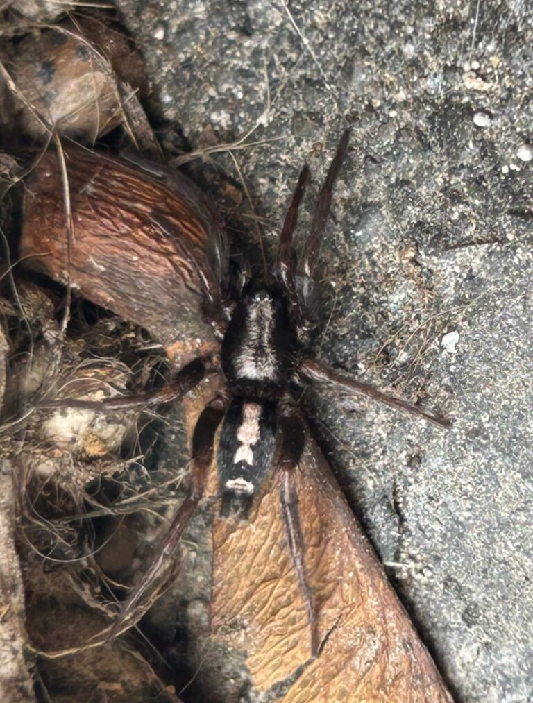 33 Types of Black Spiders (Pictures and Identification Guide)