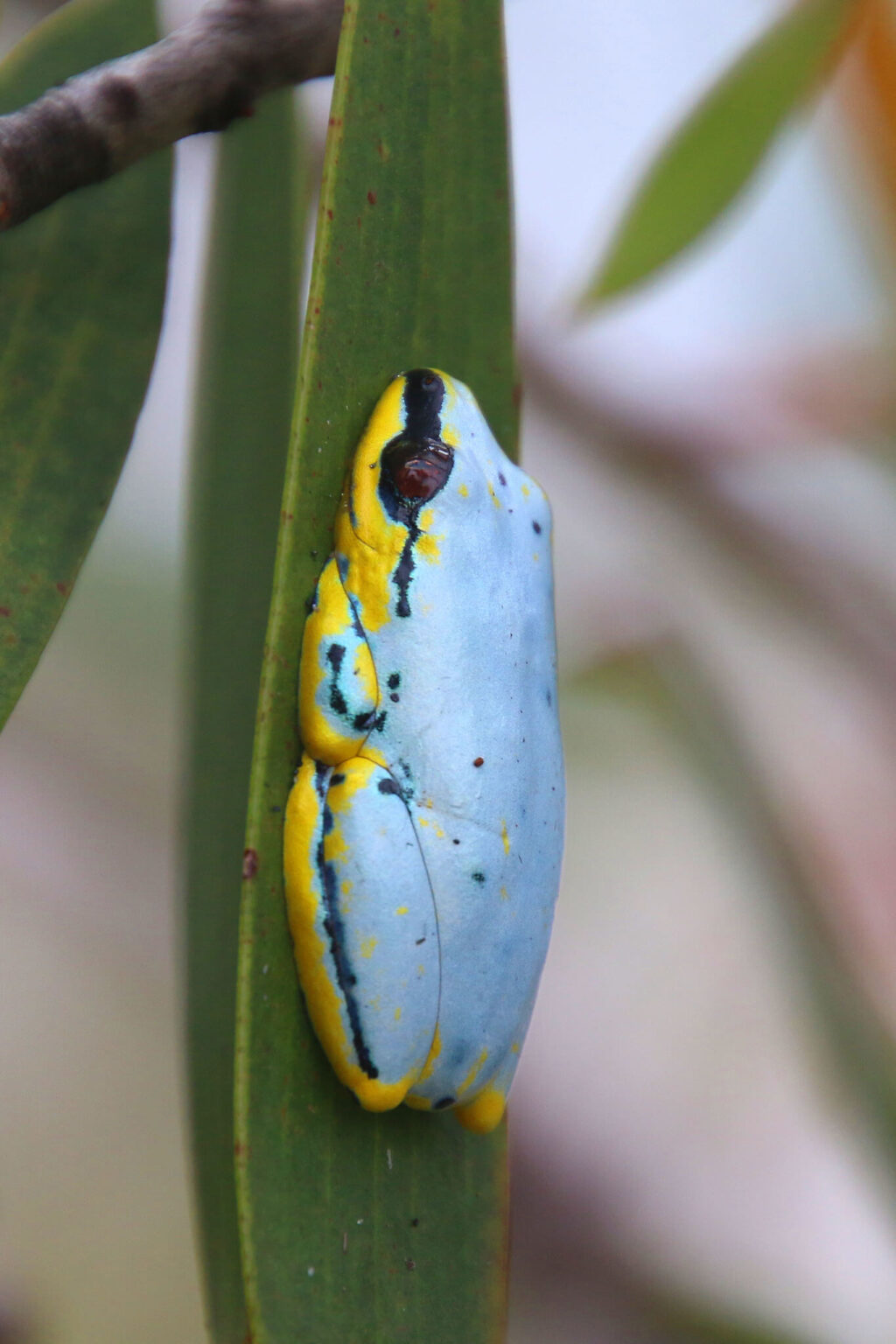 12 Beautiful Blue Frogs in The World (with Pictures)