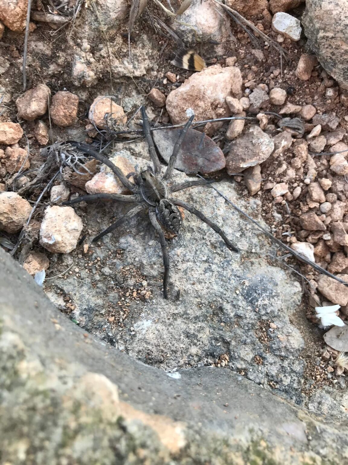 33 Types of Black Spiders (Pictures and Identification Guide)