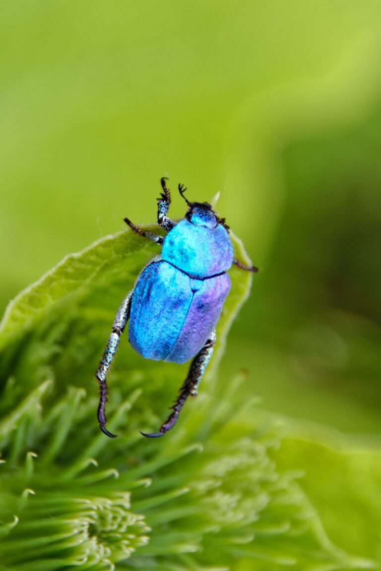 26 Amazing Blue Beetles You May Encounter (with Pictures)