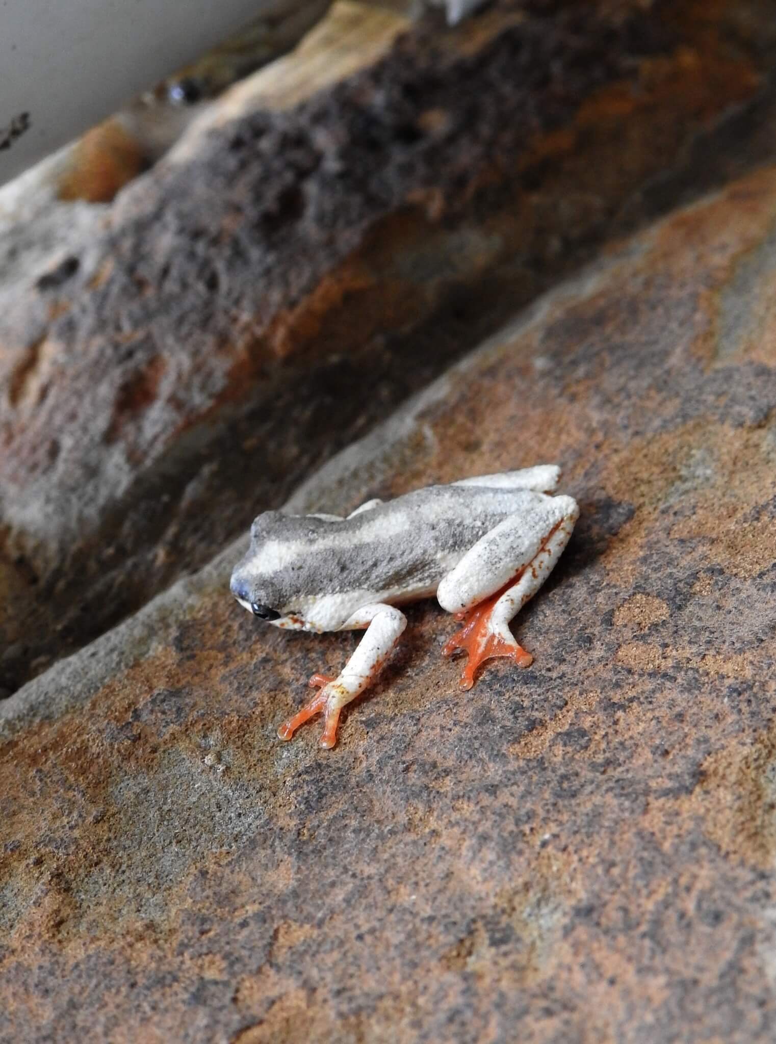 12 Stunning White Frogs in The World (with Pictures)