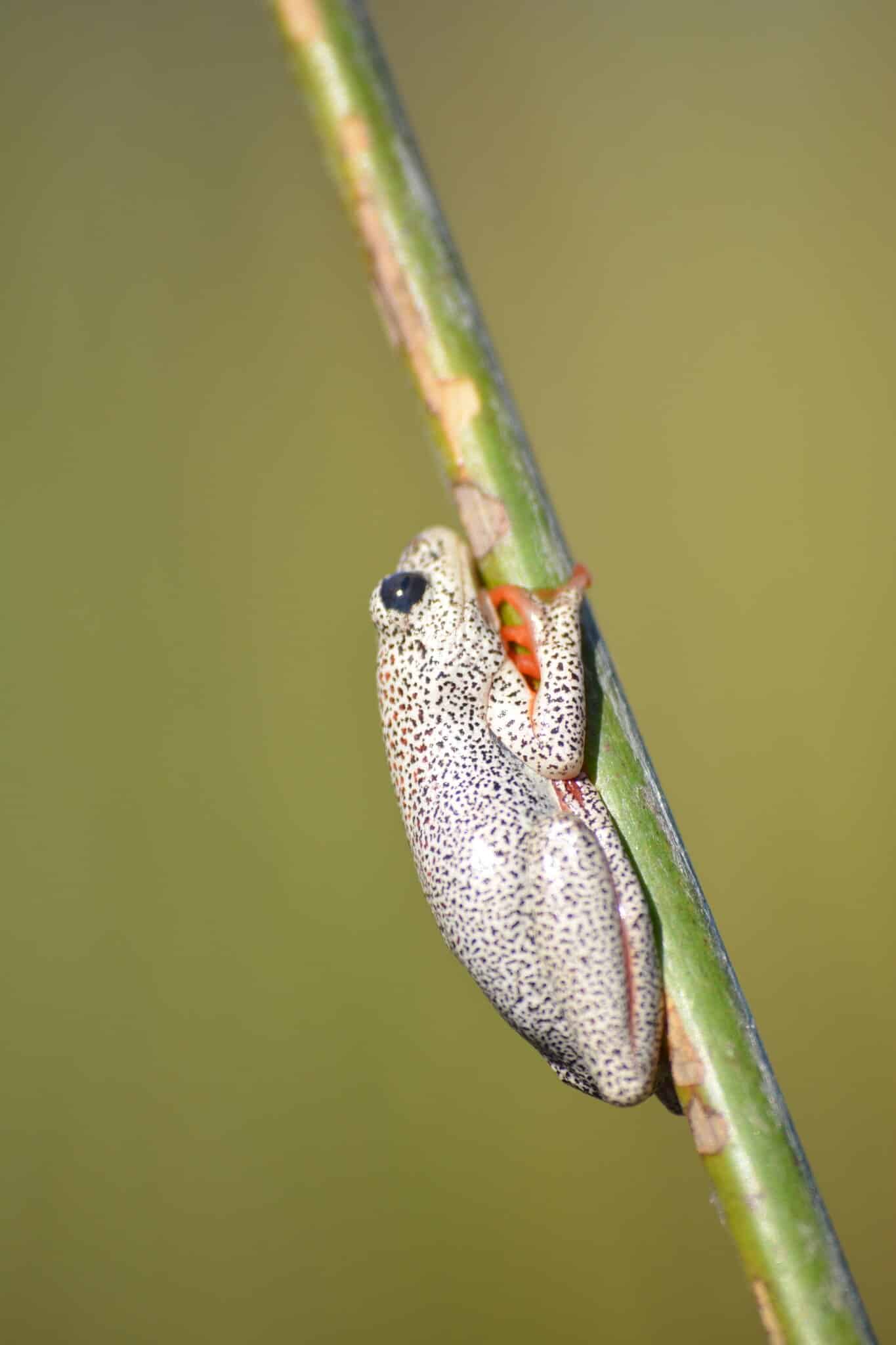 12 Stunning White Frogs in The World (with Pictures)